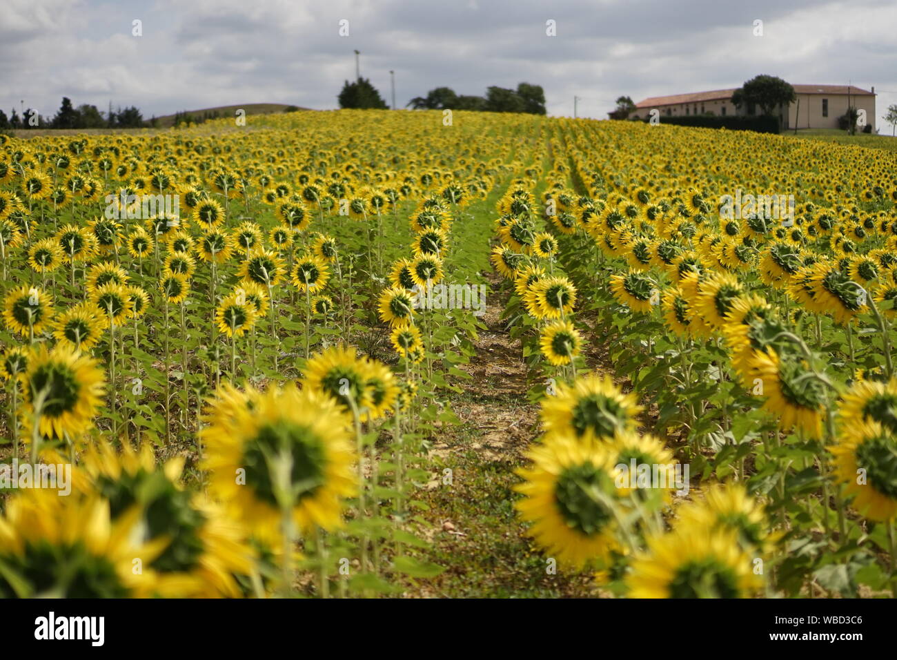 Sunflowers in field countryside hi-res stock photography and images - Alamy