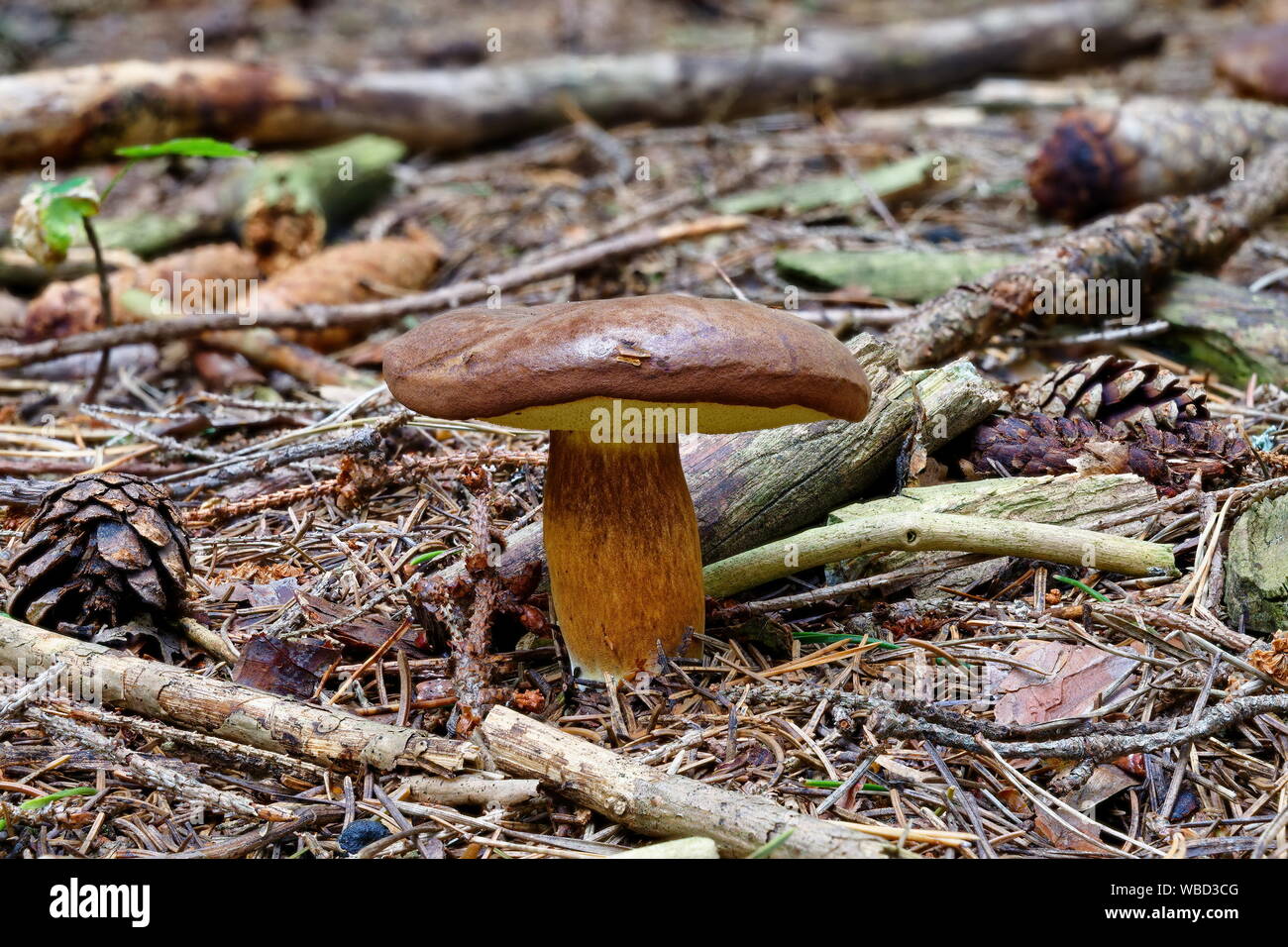Imleria badia (Boletus badius) in a forest Stock Photo - Alamy