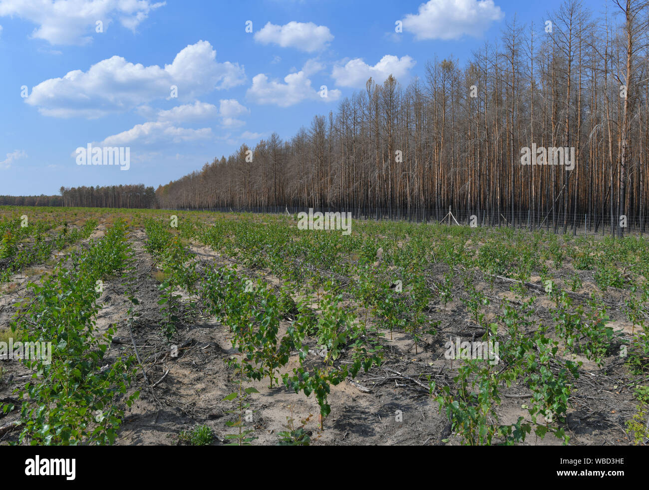 Reforestation after fires hi-res stock photography and images - Alamy