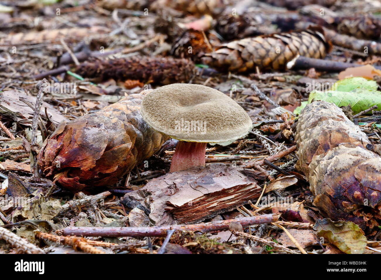 Xerocomellus chrysenteron mushroom in a forest Stock Photo - Alamy