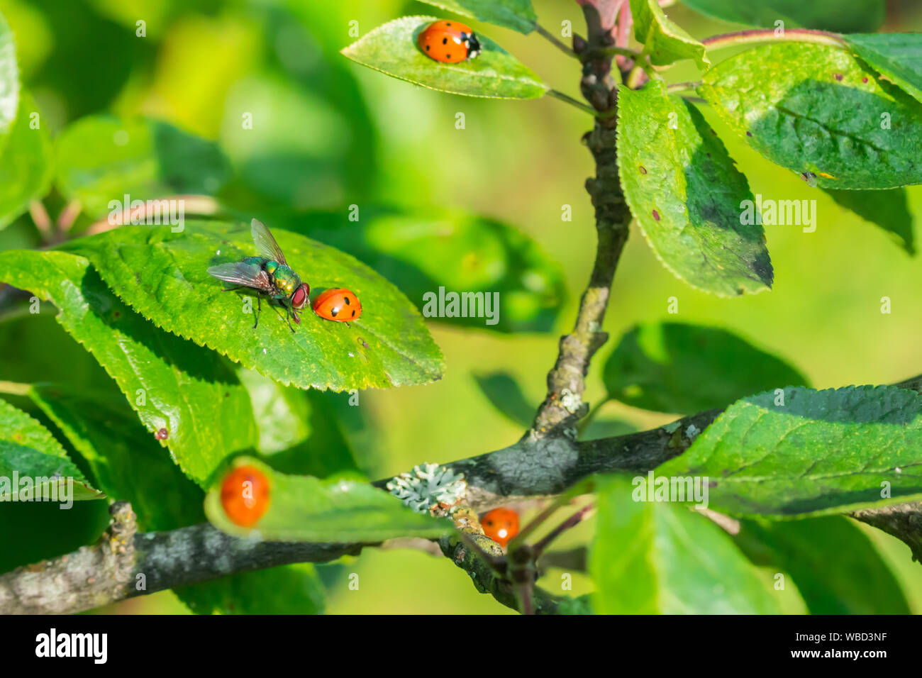 Ladybugs in the spring sun hi-res stock photography and images - Alamy