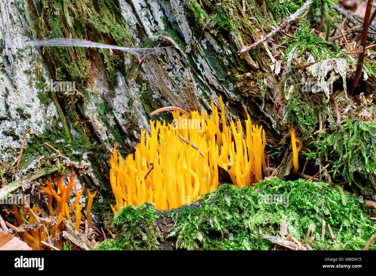 Ramaria flava, beautiful clavaria, handsome clavaria, yellow-tipped or ...