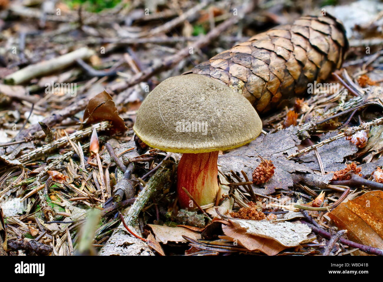Xerocomellus chrysenteron mushroom in a forest Stock Photo - Alamy