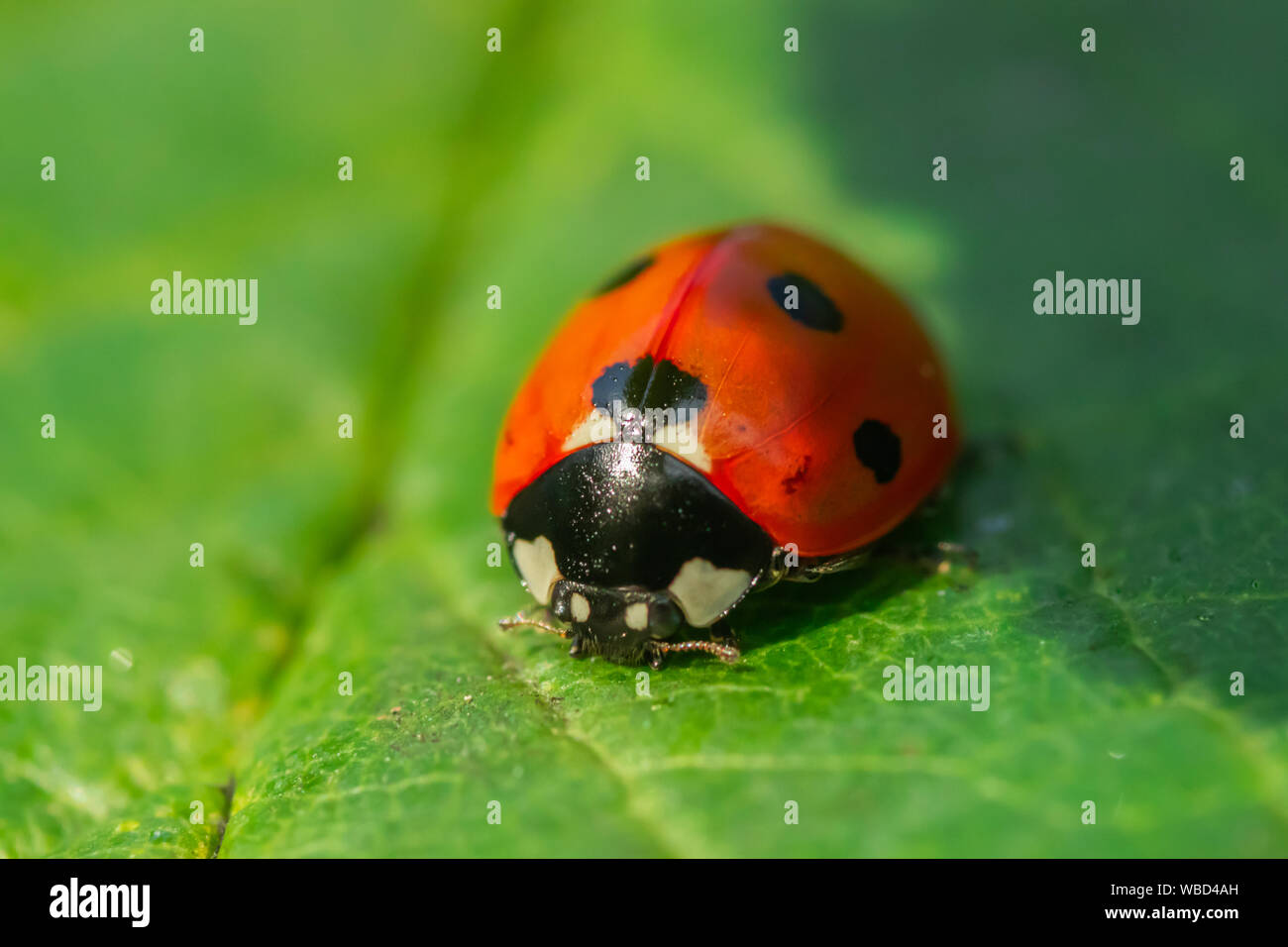 Red ladybug on a green leaf in the garden Stock Photo - Alamy