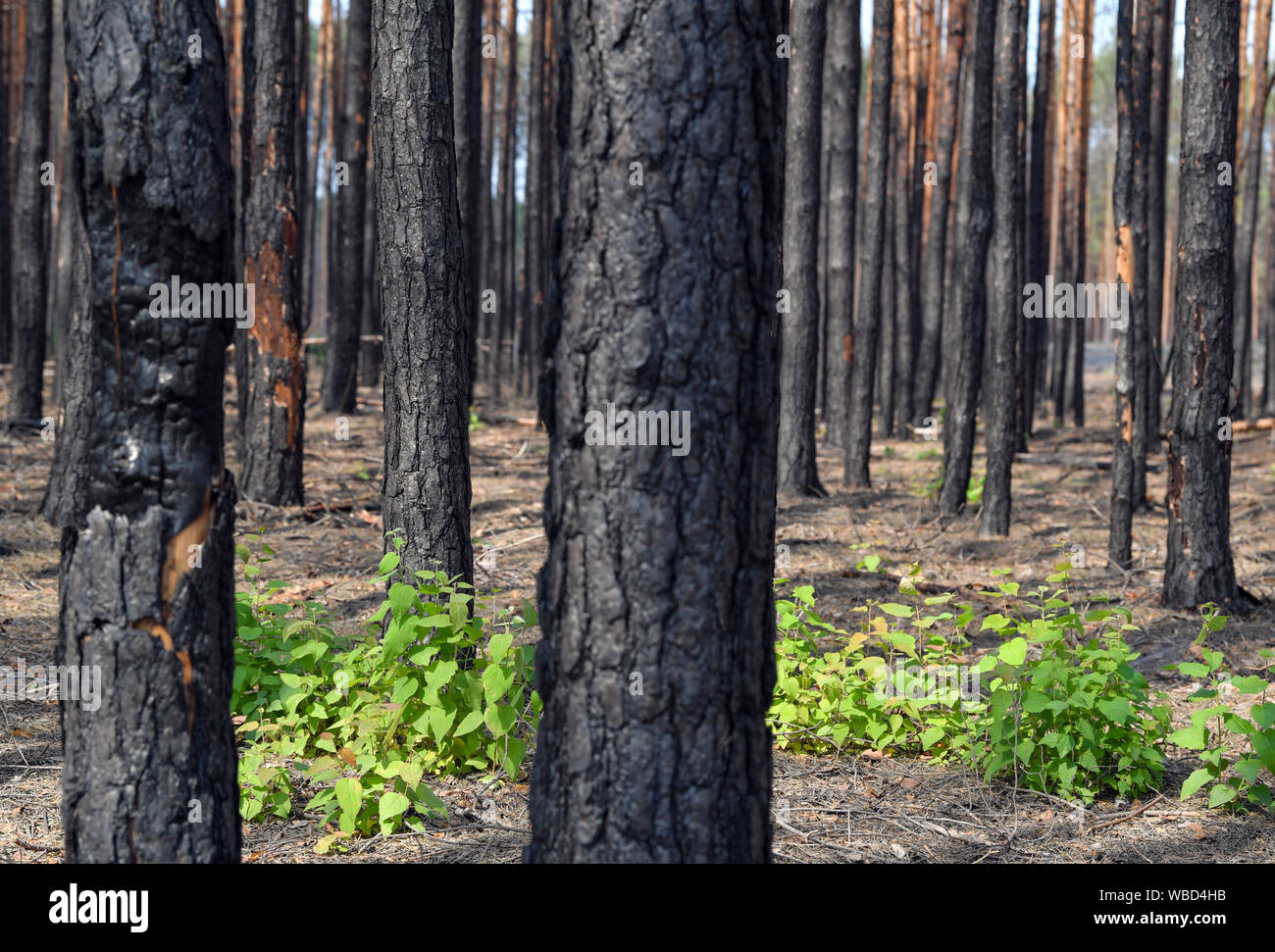 Reforestation after fires hi-res stock photography and images - Alamy