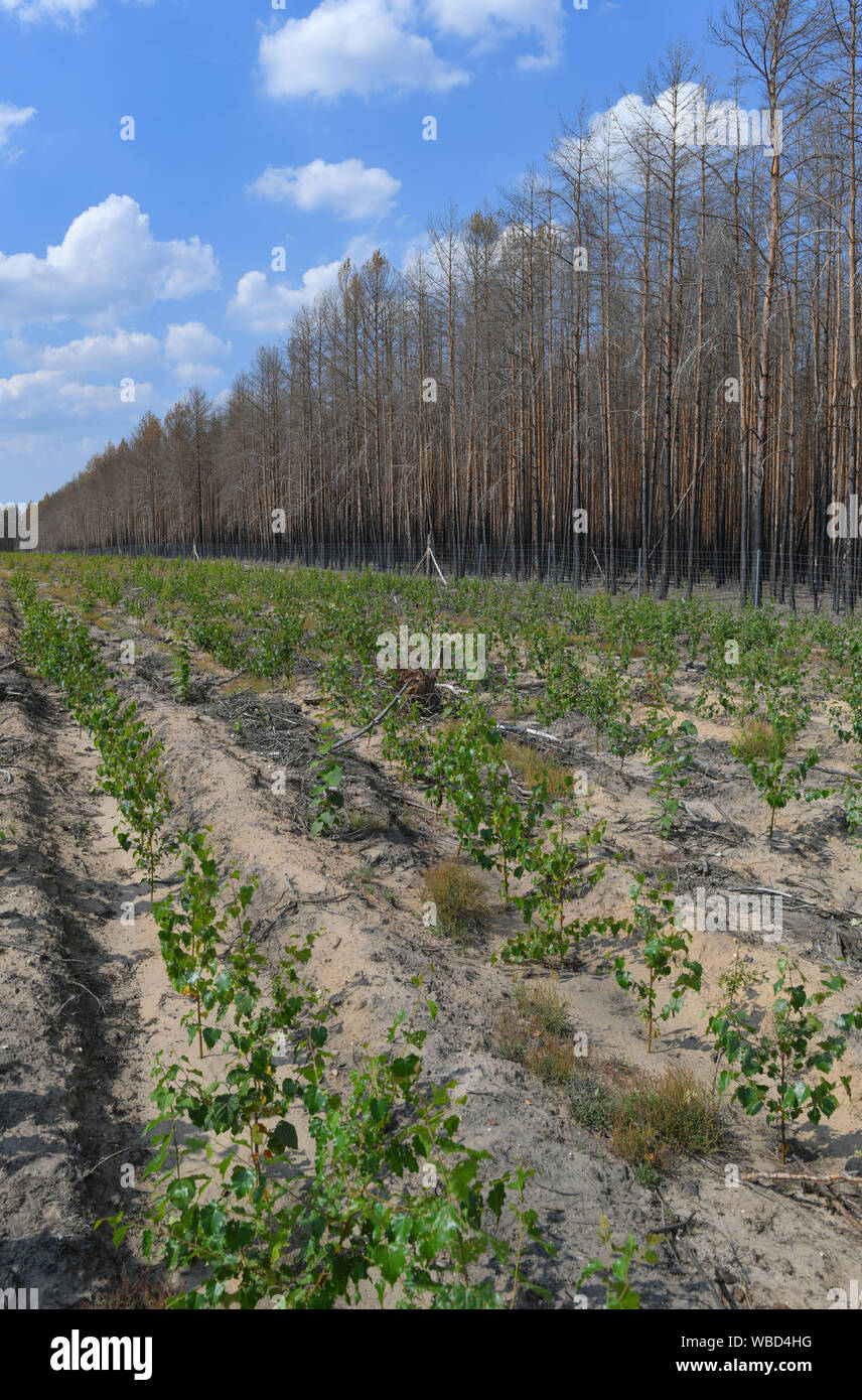 Klausdorf, Germany. 26th Aug, 2019. A reforestation area with young ...