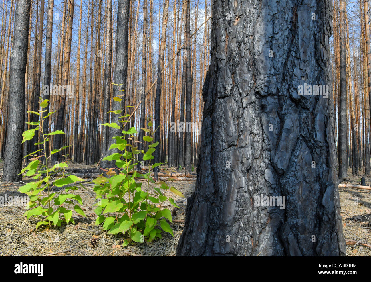 Klausdorf, Germany. 26th Aug, 2019. Young poplars watch over a burnt ...
