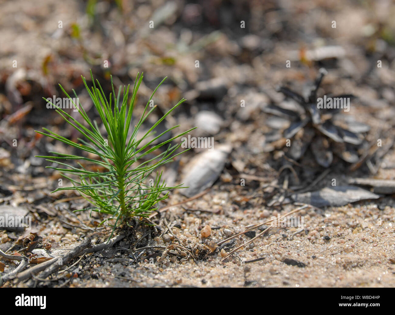 Year after forest fire hi-res stock photography and images - Alamy