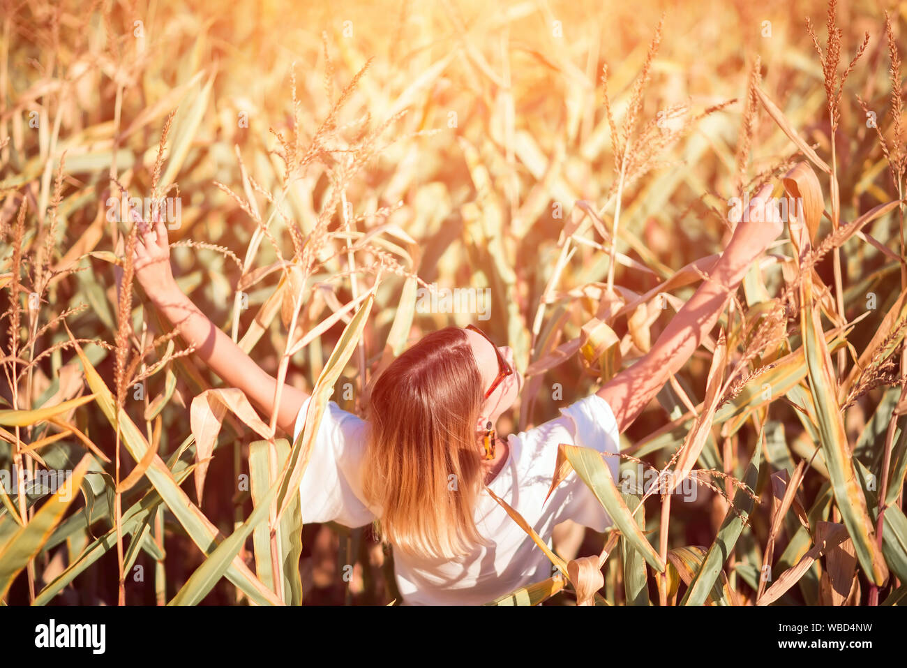 Young woman in the corn field Stock Photo - Alamy
