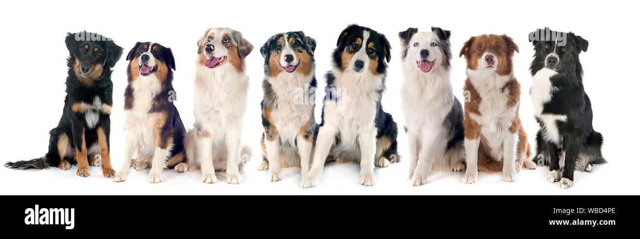 australian shepherds in front of white background Stock Photo - Alamy
