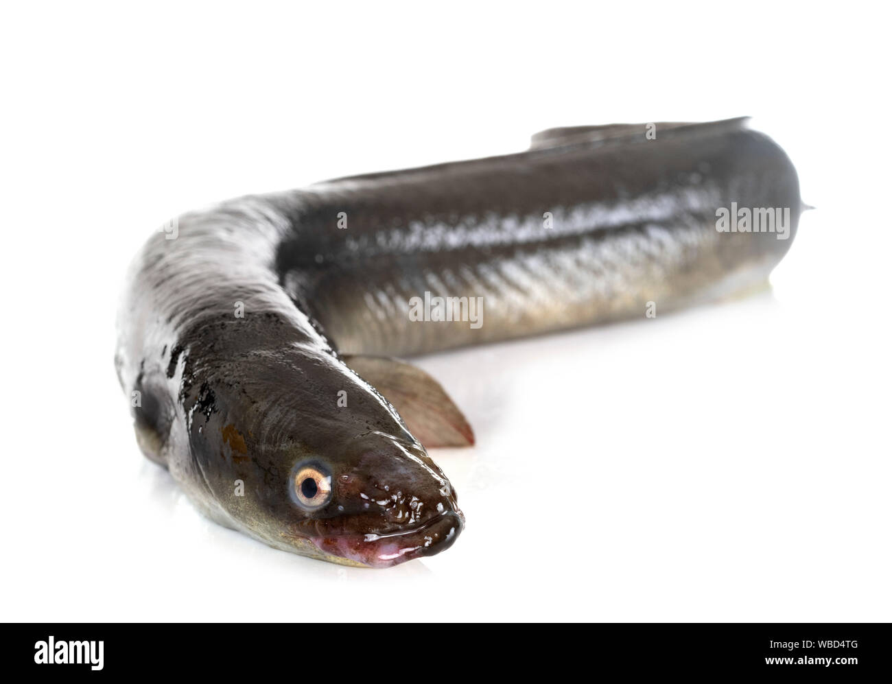 European eel in front of white background Stock Photo - Alamy