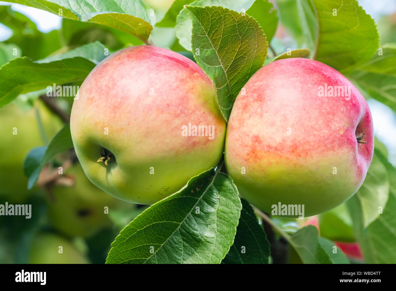Two apples growing on branch hi-res stock photography and images - Alamy