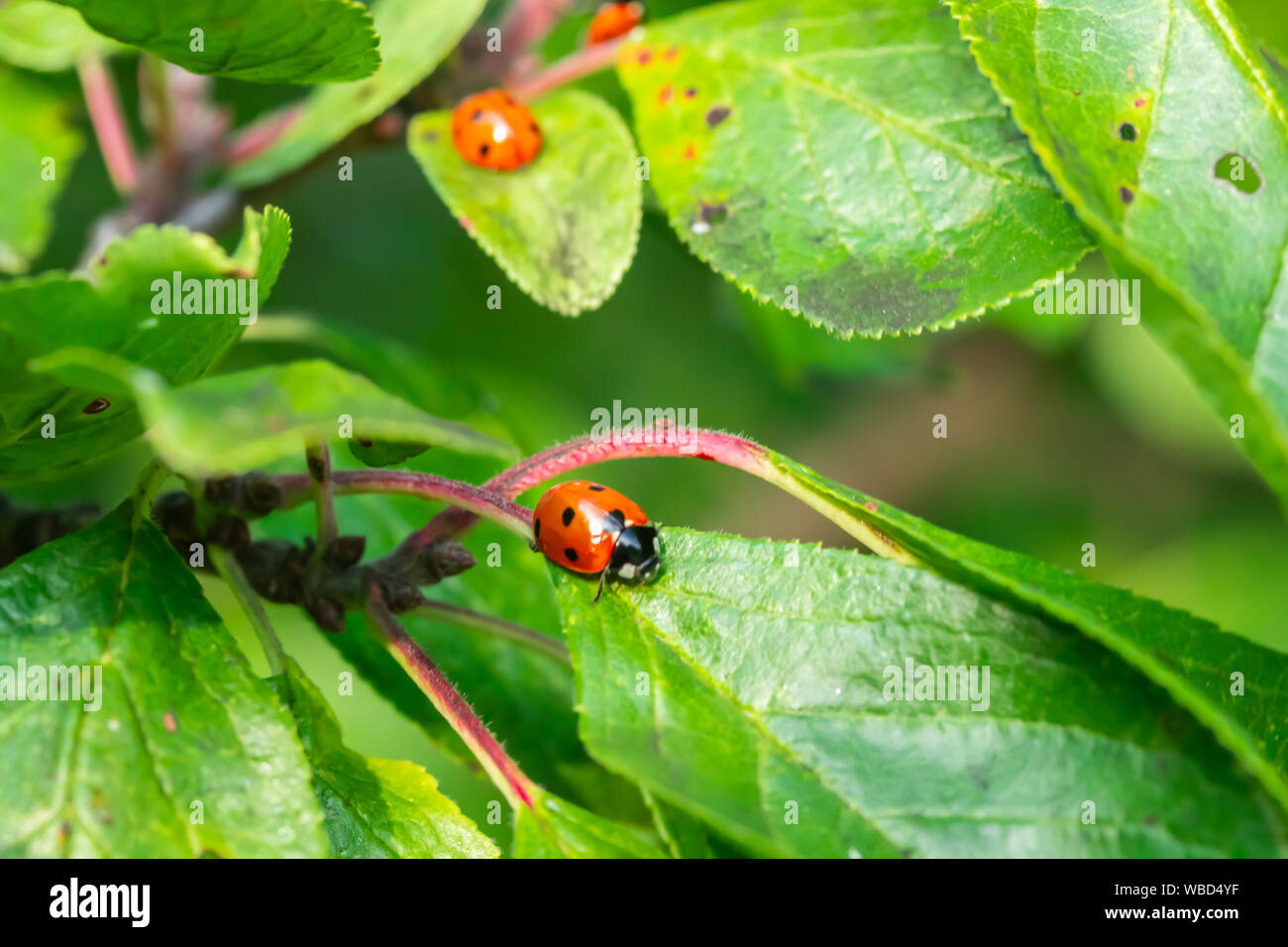 Two red ladybugs on a green leaf in the garden Stock Photo - Alamy