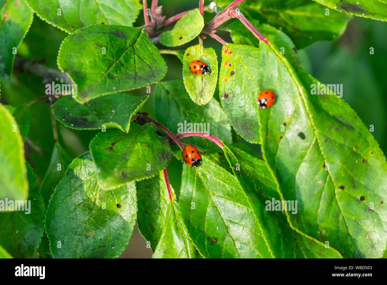 Ladybugs in the spring sun hi-res stock photography and images - Alamy
