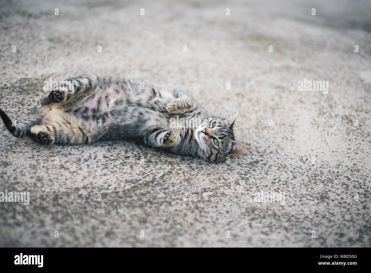 Playful female cat lying down on back Stock Photo - Alamy