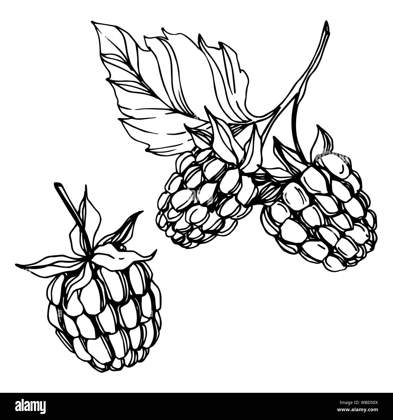 Vector Raspberry healthy food fresh berry isolated element. Black and ...