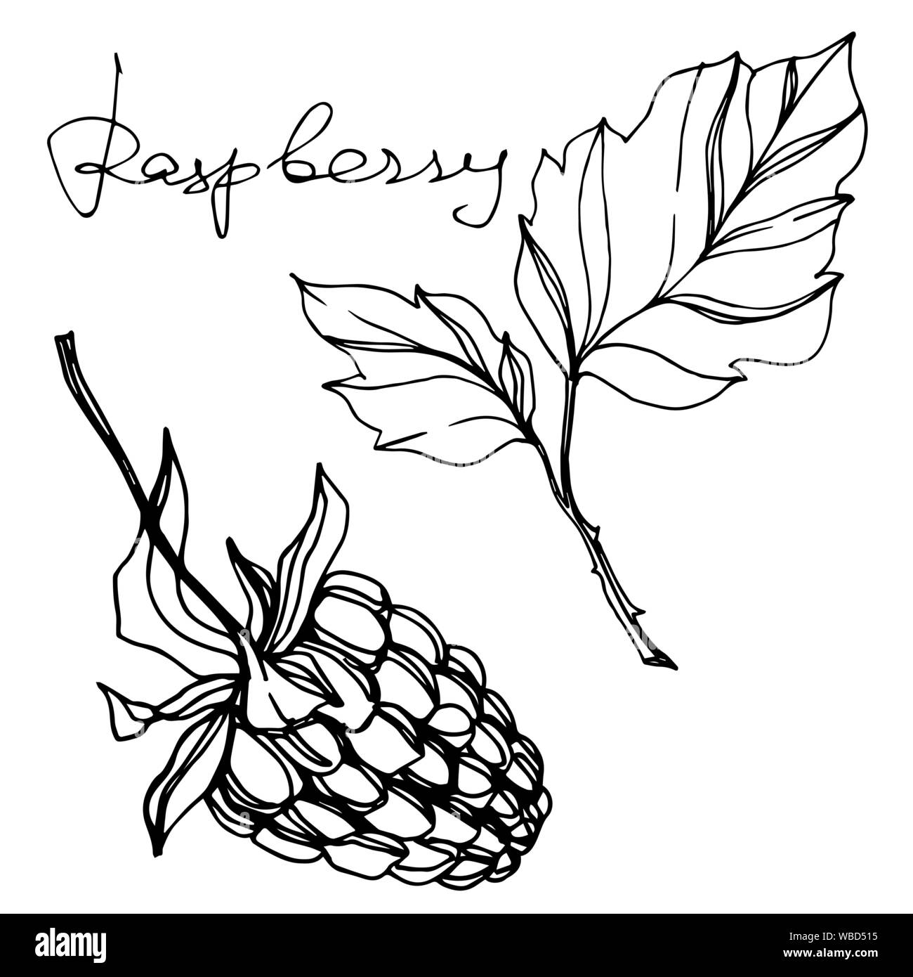 Vector Raspberry healthy food fresh berry isolated element. Black and ...