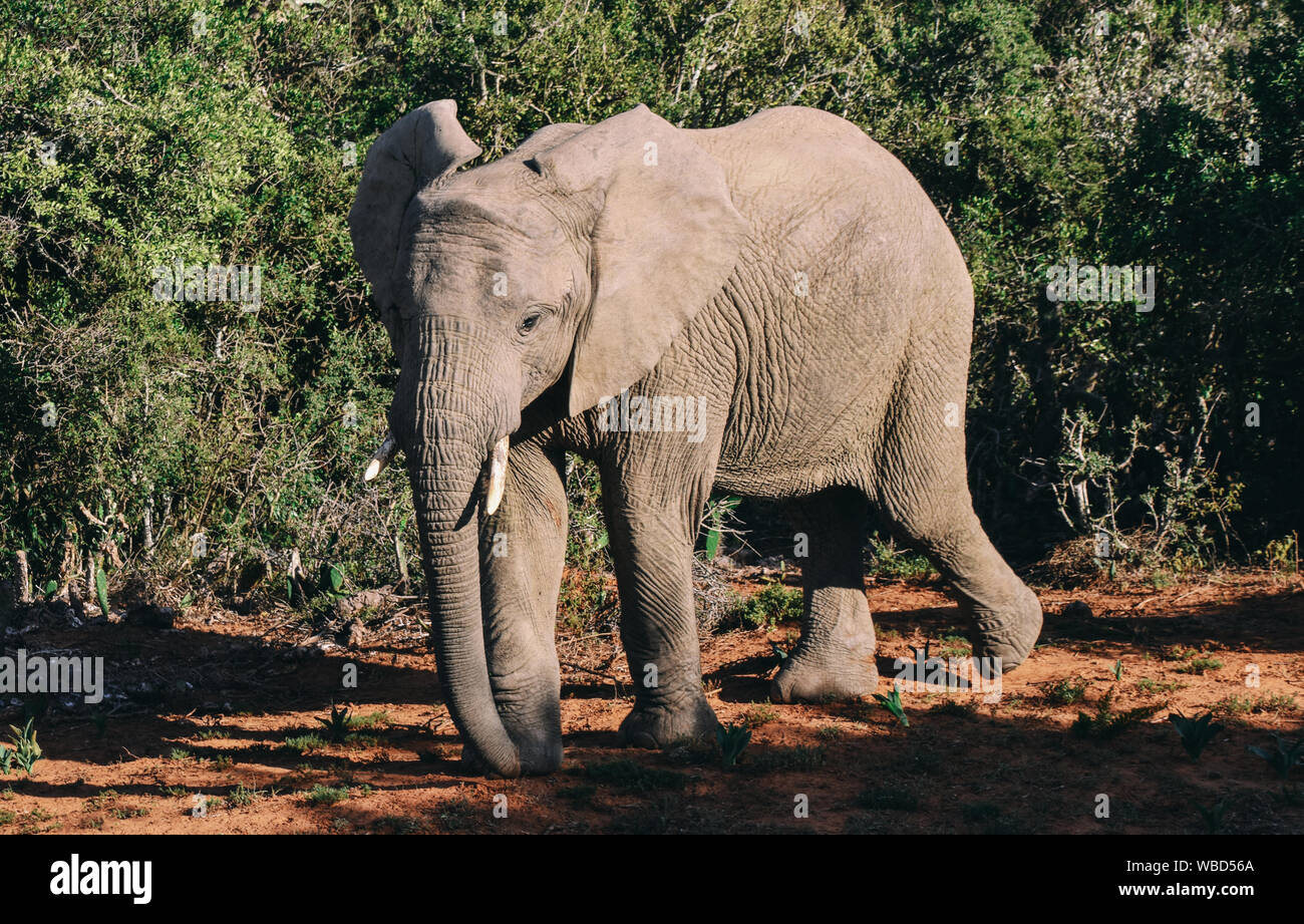 side view of african elephant walking against lush green vegetation ...