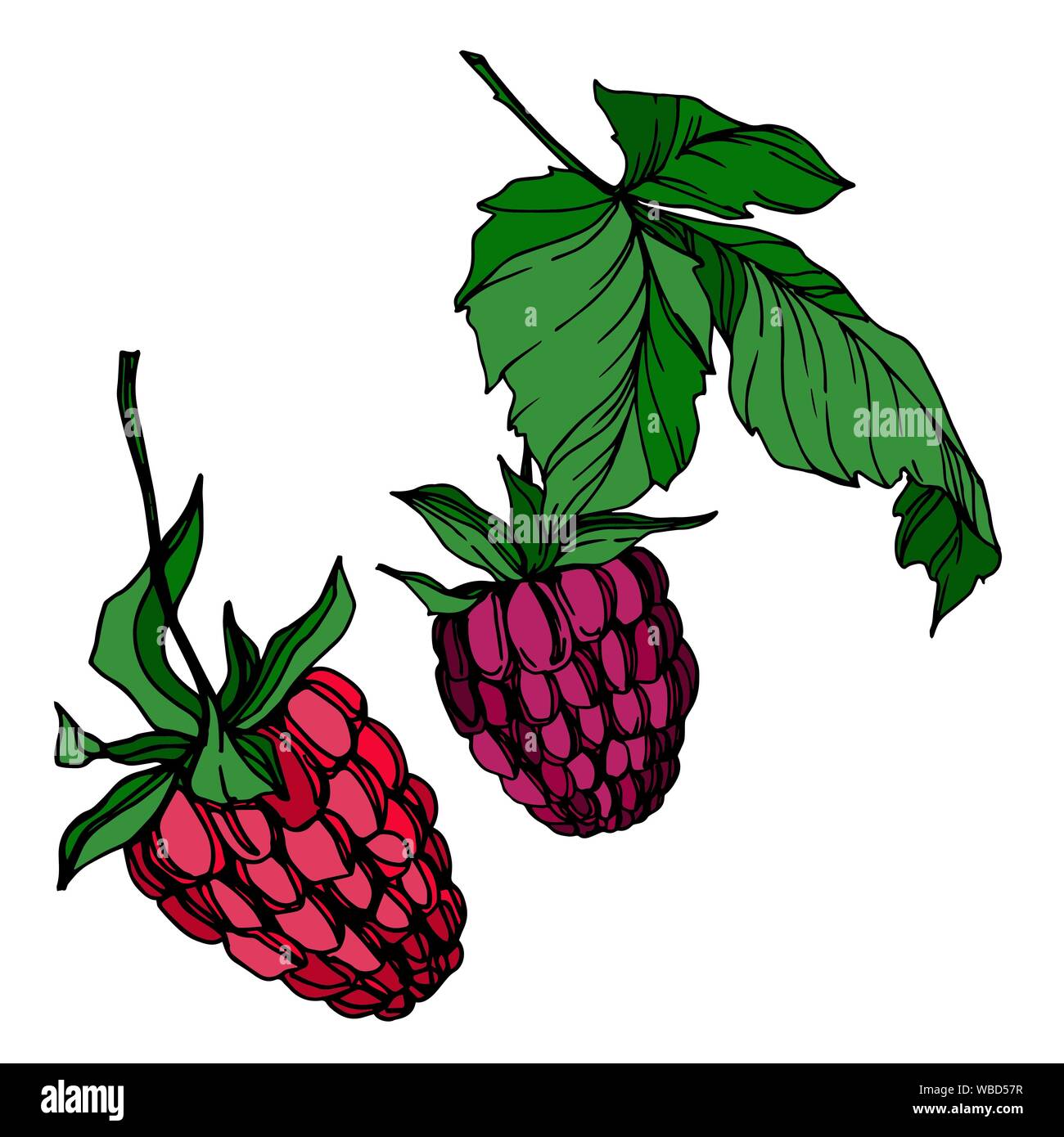 Vector Raspberry healthy food fresh berry isolated element. Black and ...