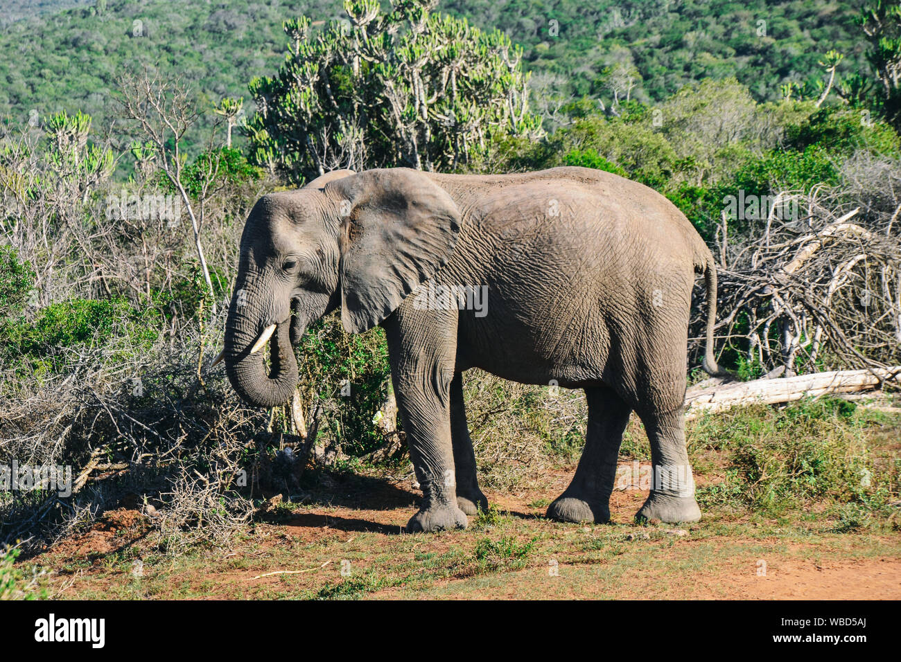 African elephant side view hi-res stock photography and images - Alamy