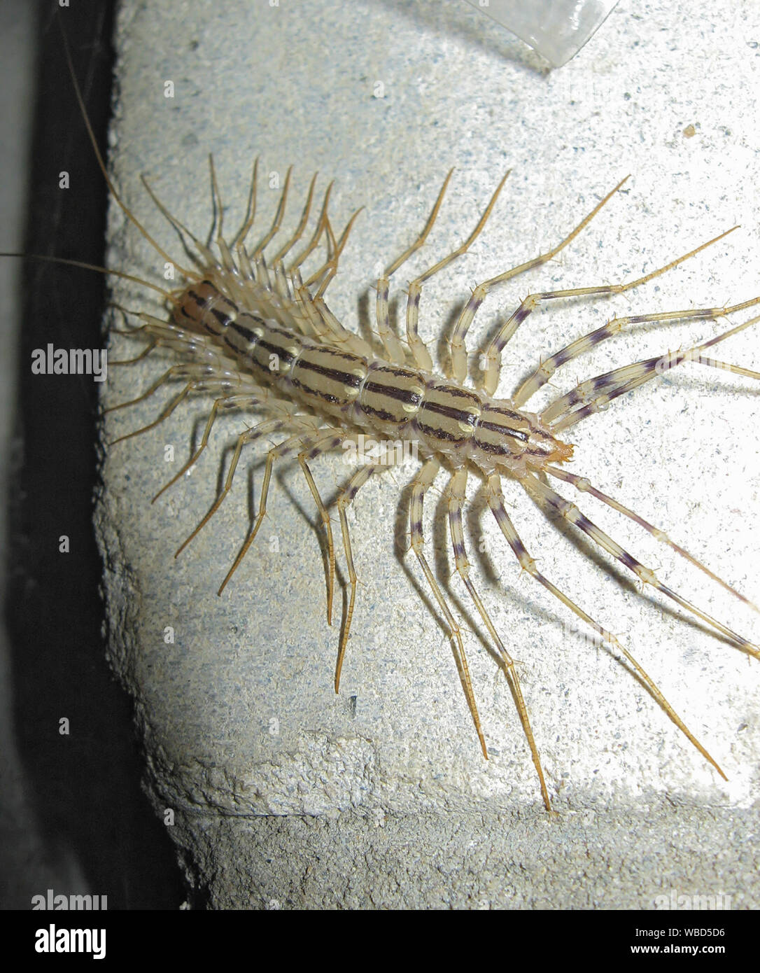 Centipede on concrete. Predatory insects living on the premises Stock ...
