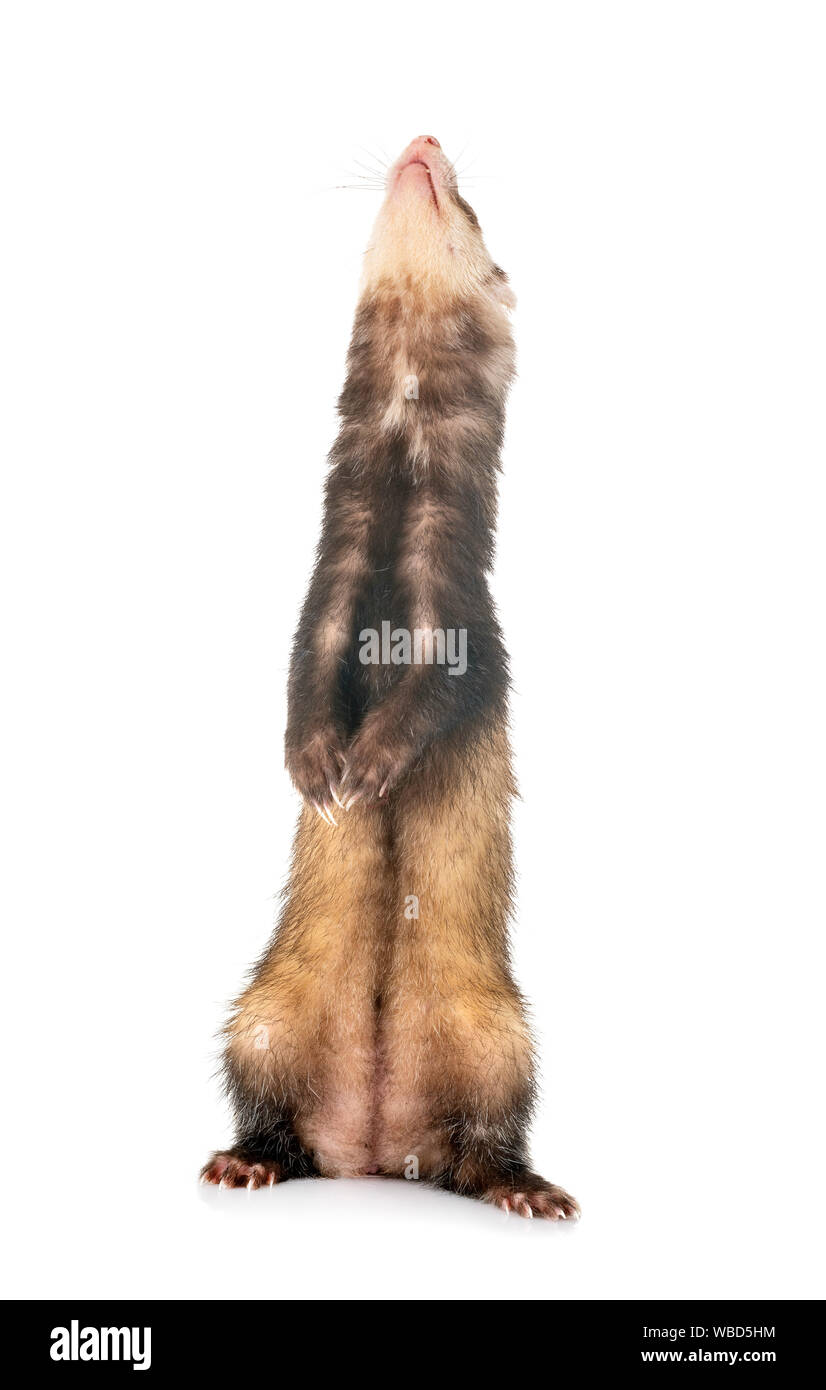 brown ferret in front of white background Stock Photo - Alamy