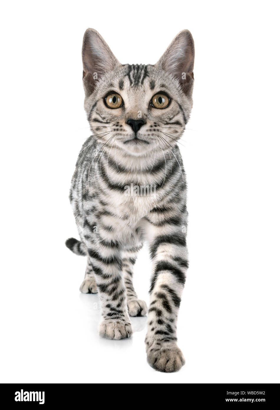 bengal cat in front of white background Stock Photo - Alamy