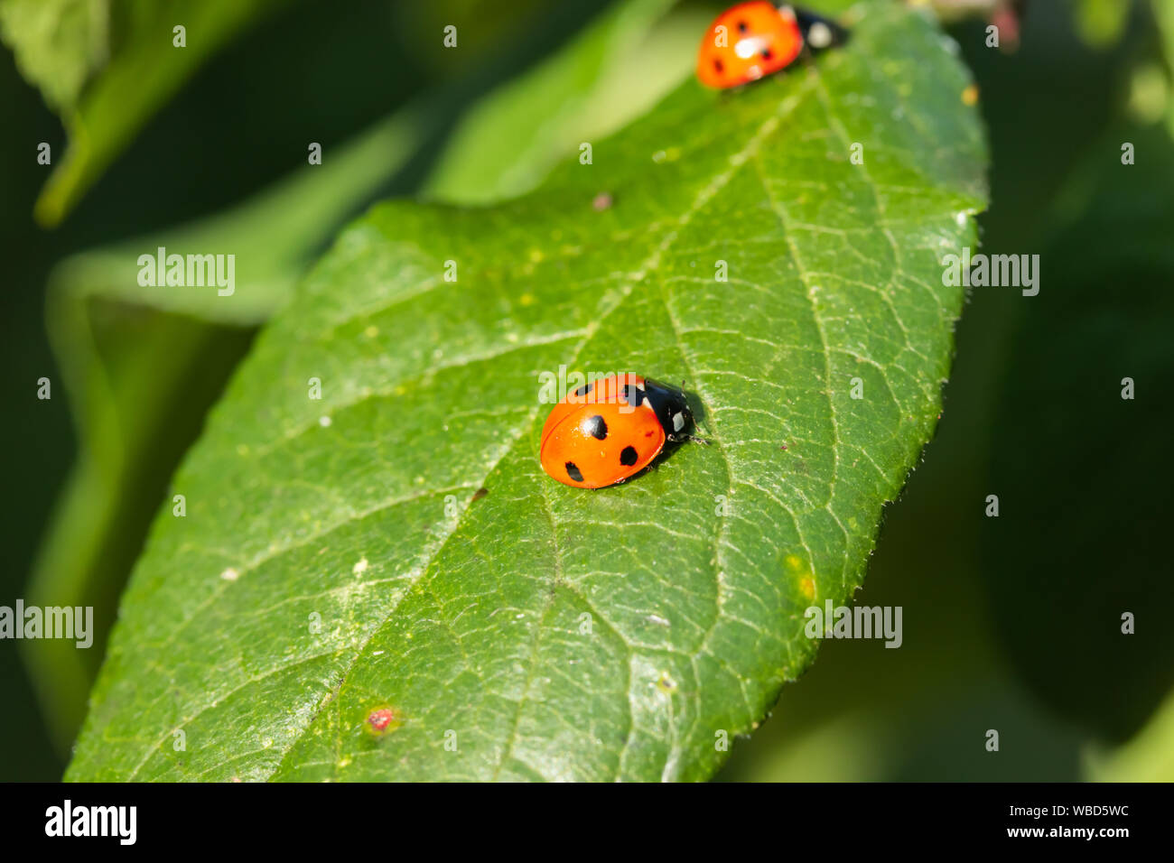 Ladybugs in the spring sun hi-res stock photography and images - Alamy