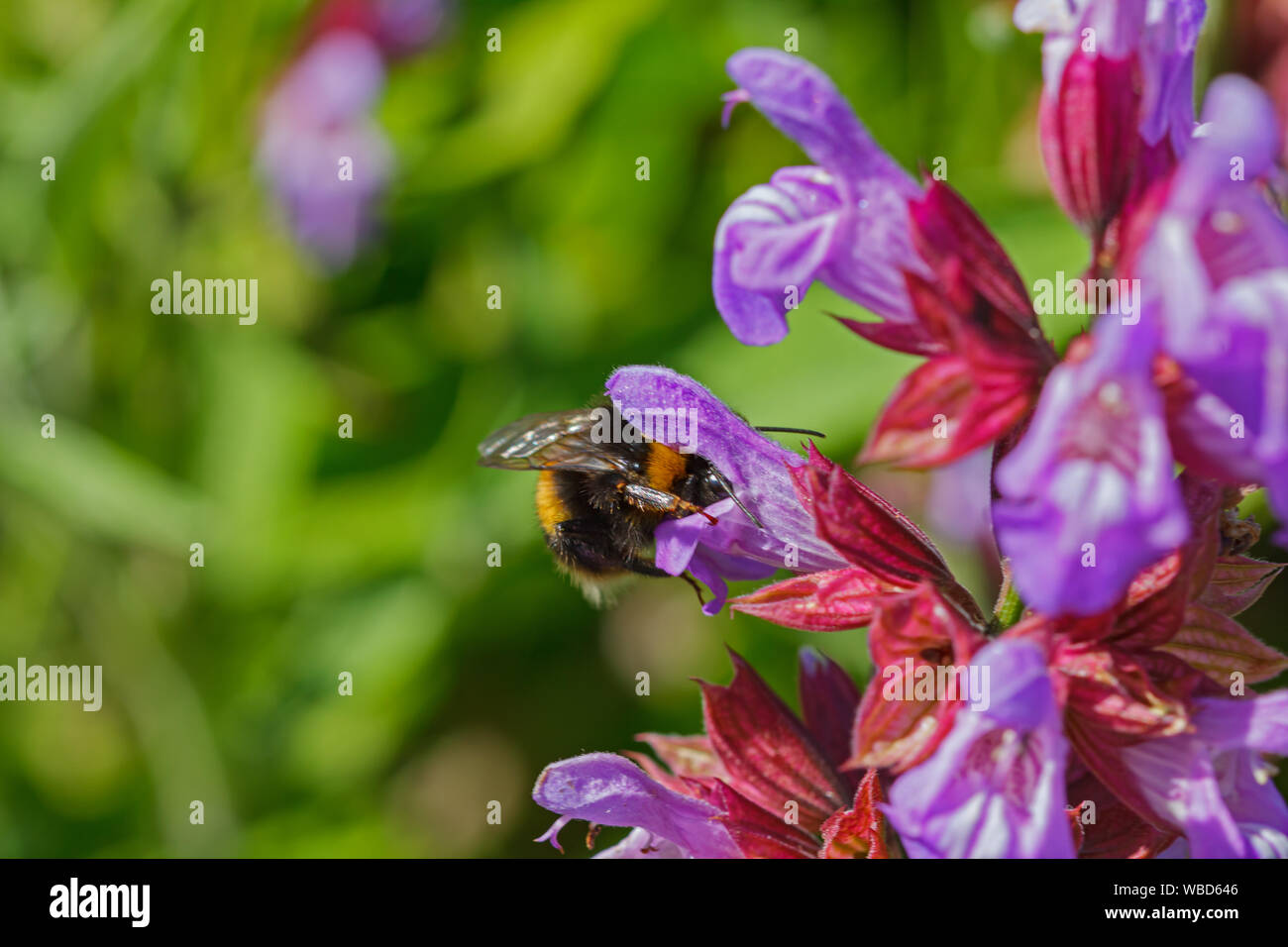 Bee collecting nectar Stock Photo - Alamy