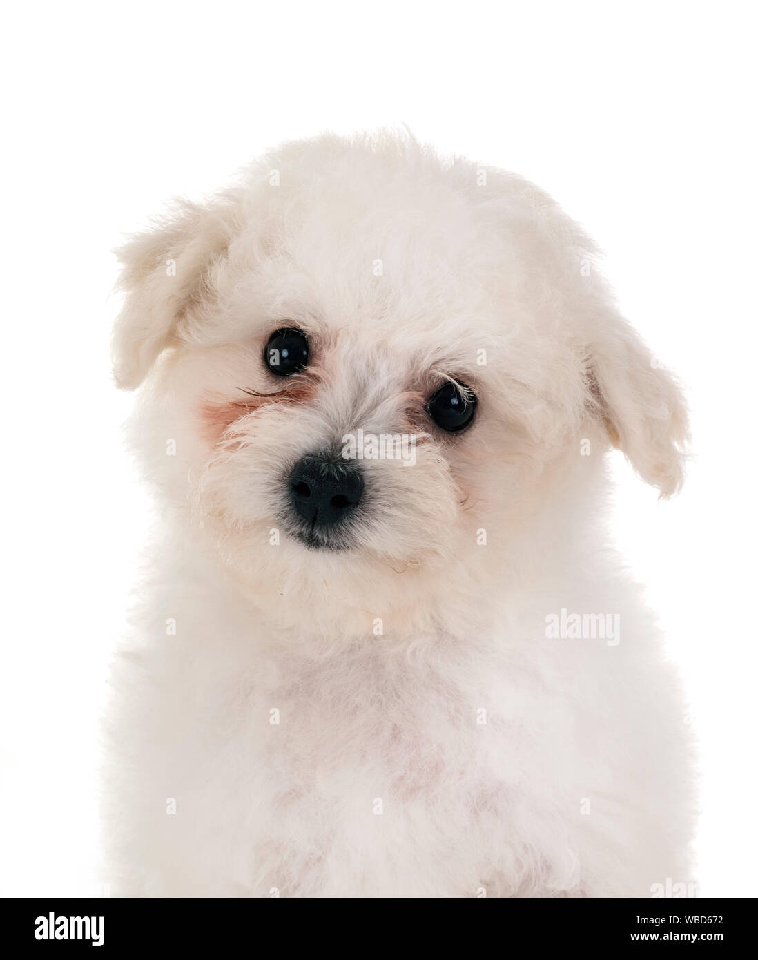 young Bichon Frise in front of white background Stock Photo - Alamy