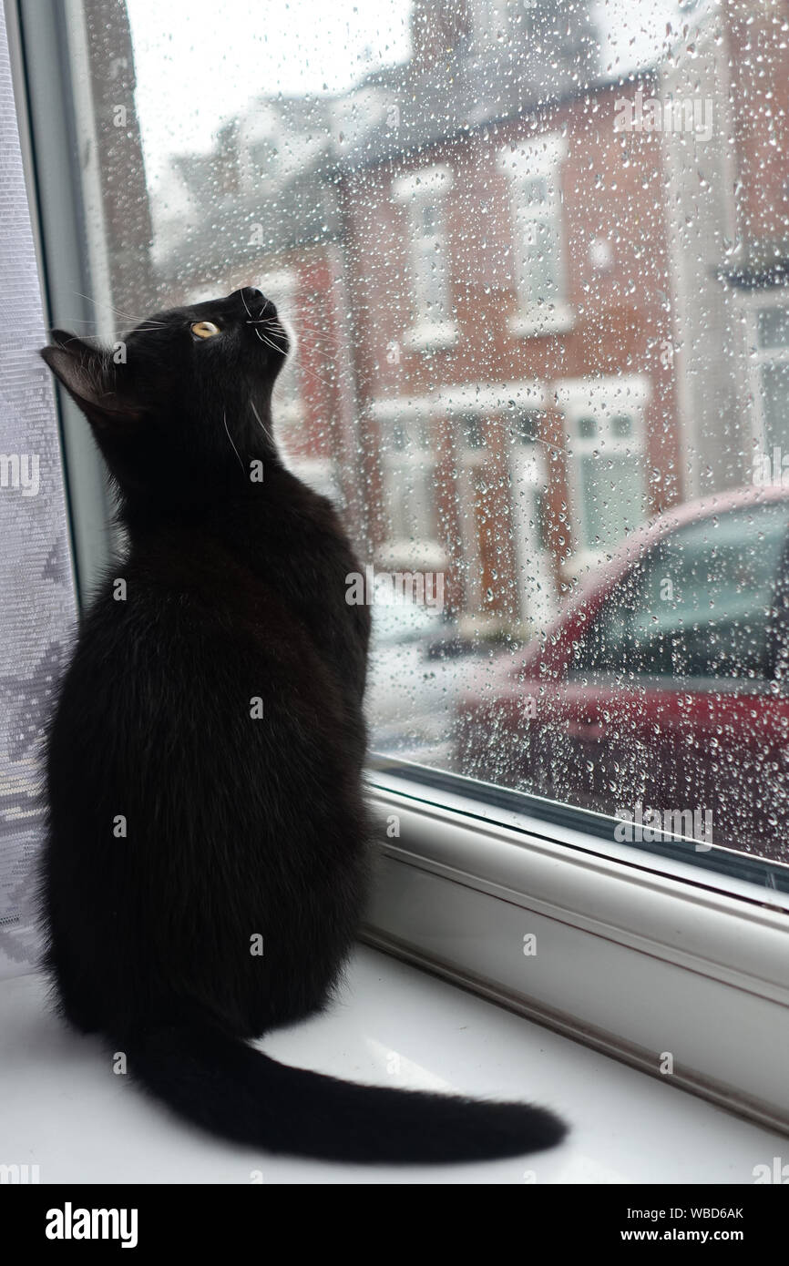 Cat Rain Window High Resolution Stock Photography and Images - Alamy