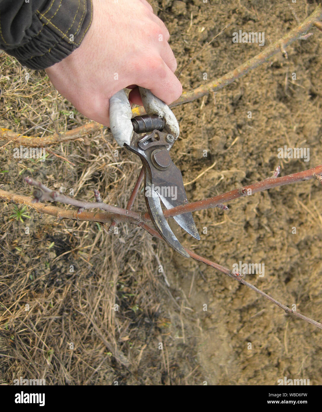 Pruning shears trees. Work in the garden of. Cutting branches ...