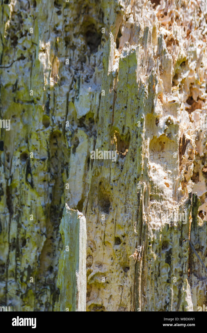 Rotten timber hi-res stock photography and images - Alamy