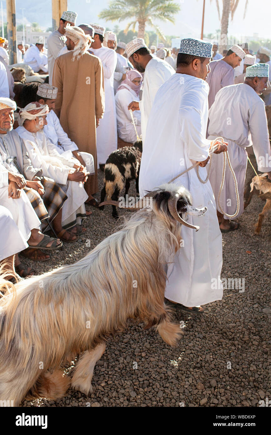cattle market, Nizwa, Sultanate of Oman Stock Photo - Alamy