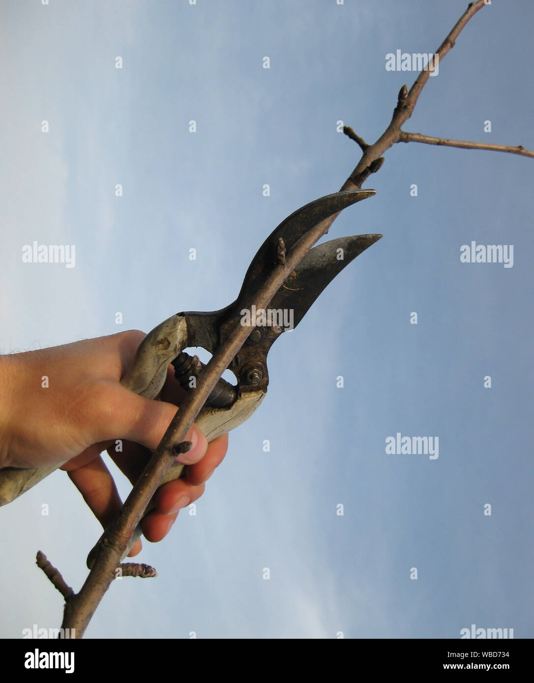 Pruning shears trees. Work in the garden of. Cutting branches ...