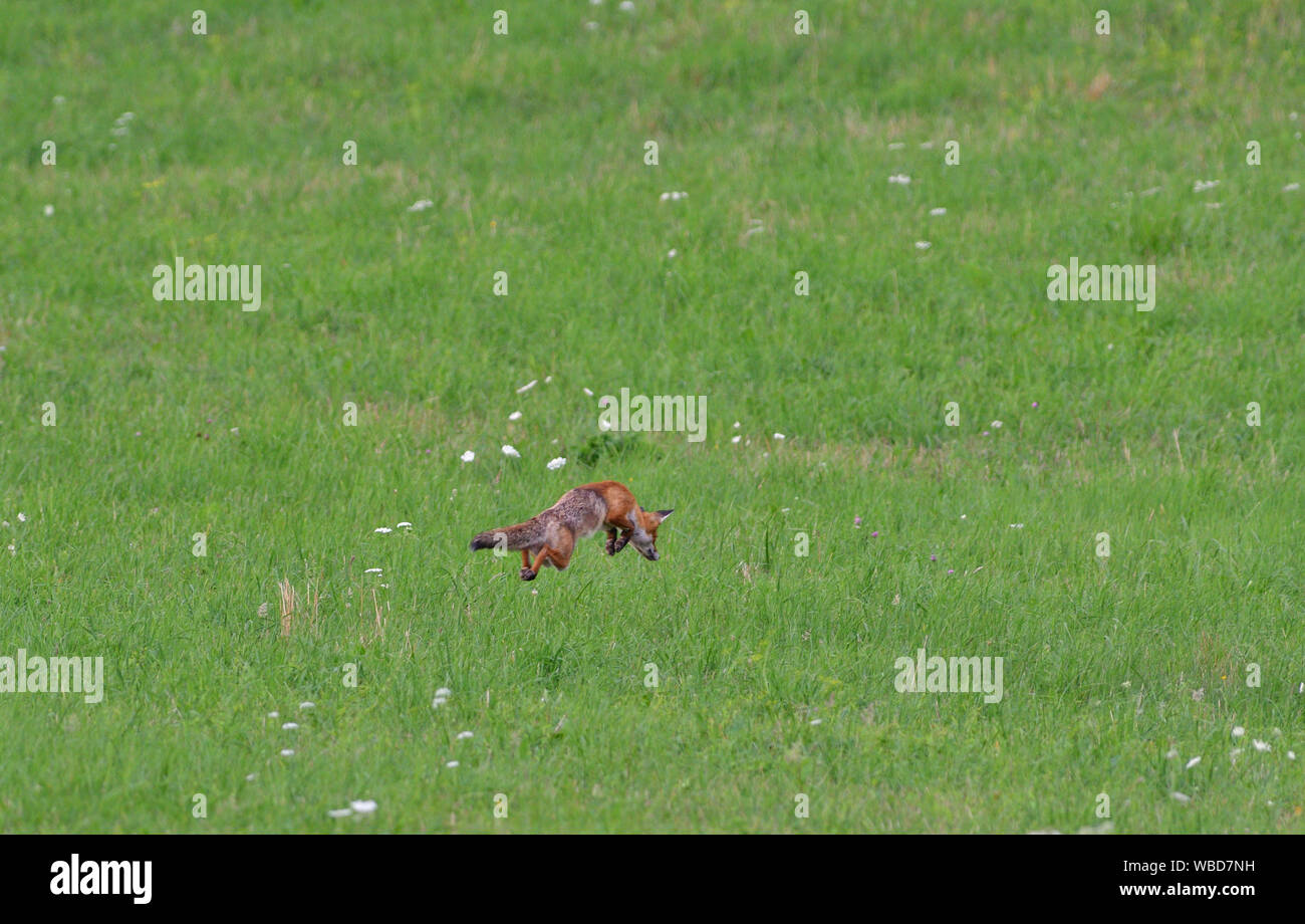 red fox jumping and hunting for mouse on a field Stock Photo - Alamy