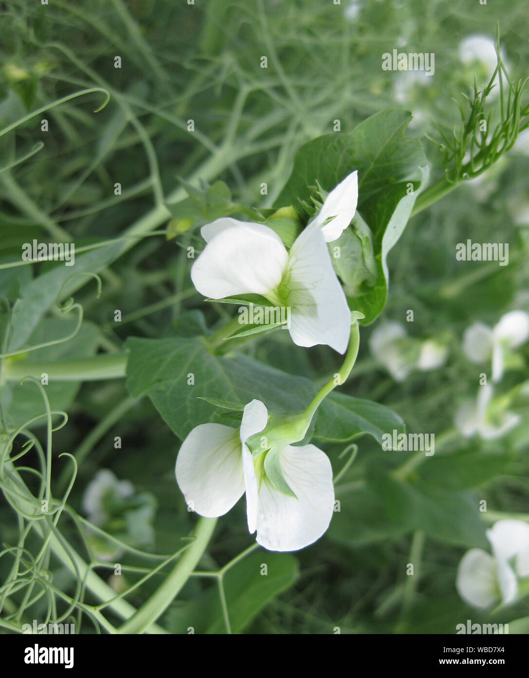 Blooming peas in the field. Flowering of legumes. Flowers of peas Stock ...