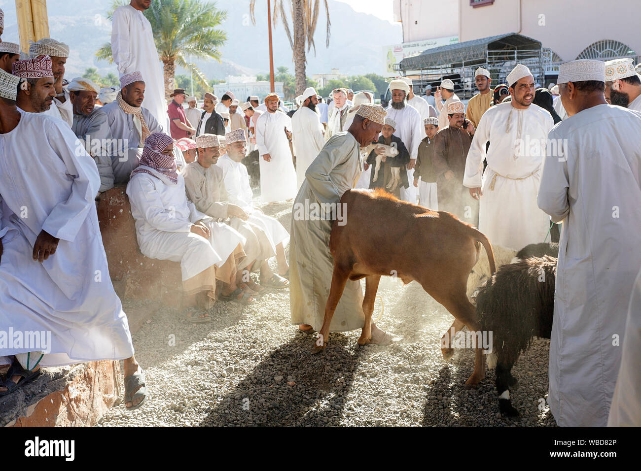 Men in traditional clothing taking bulls to sell at cattle market ...