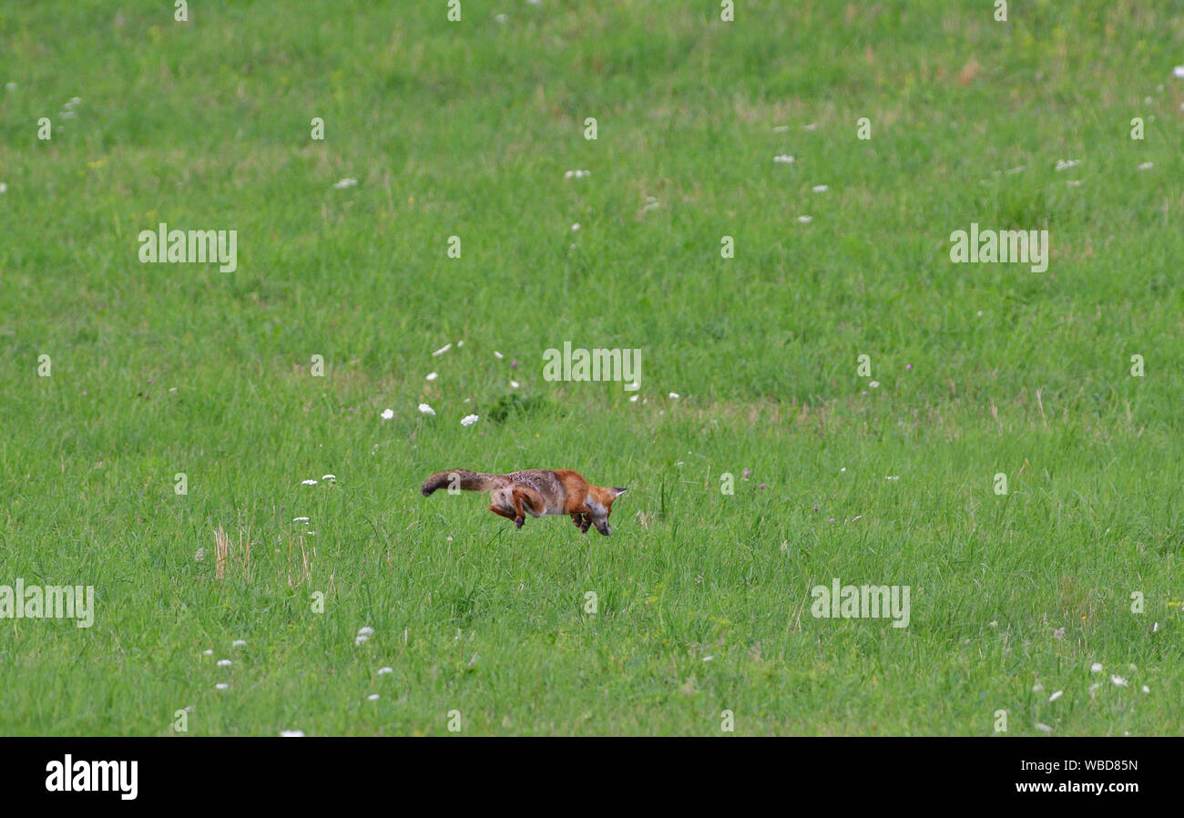 red fox jumping and hunting for mouse on a field Stock Photo - Alamy