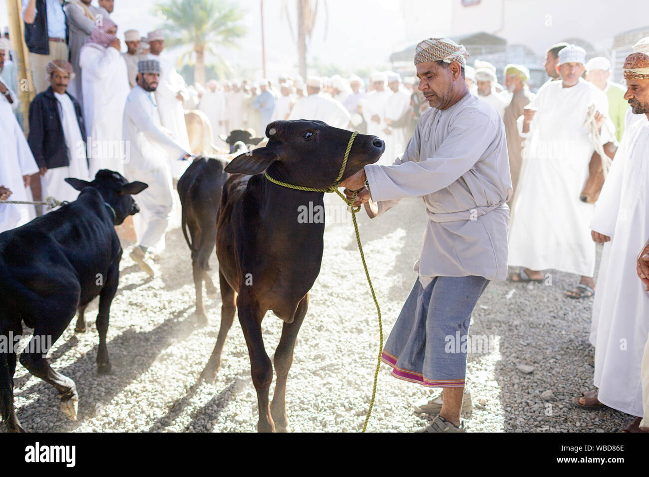 Men in traditional clothing taking bulls to sell at cattle market ...