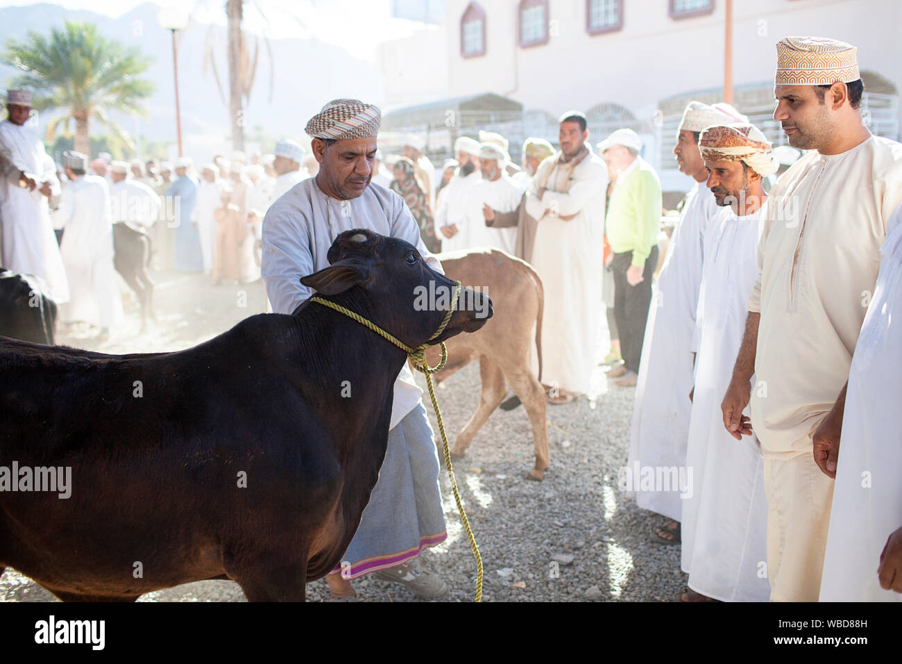 Men in traditional clothing taking bulls to sell at cattle market ...