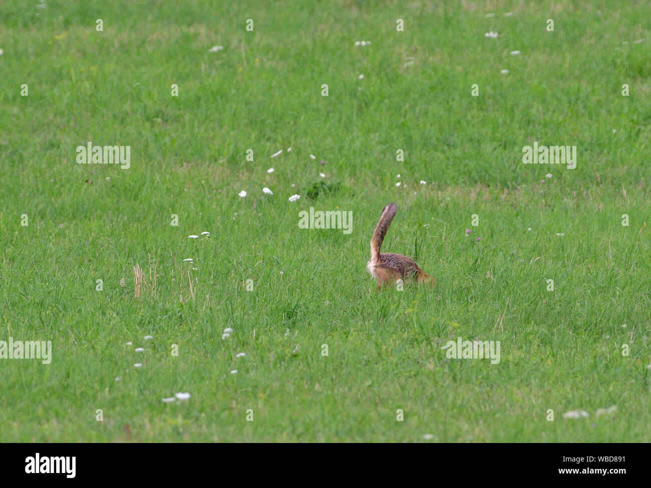 red fox jumping and hunting for mouse on a field Stock Photo - Alamy