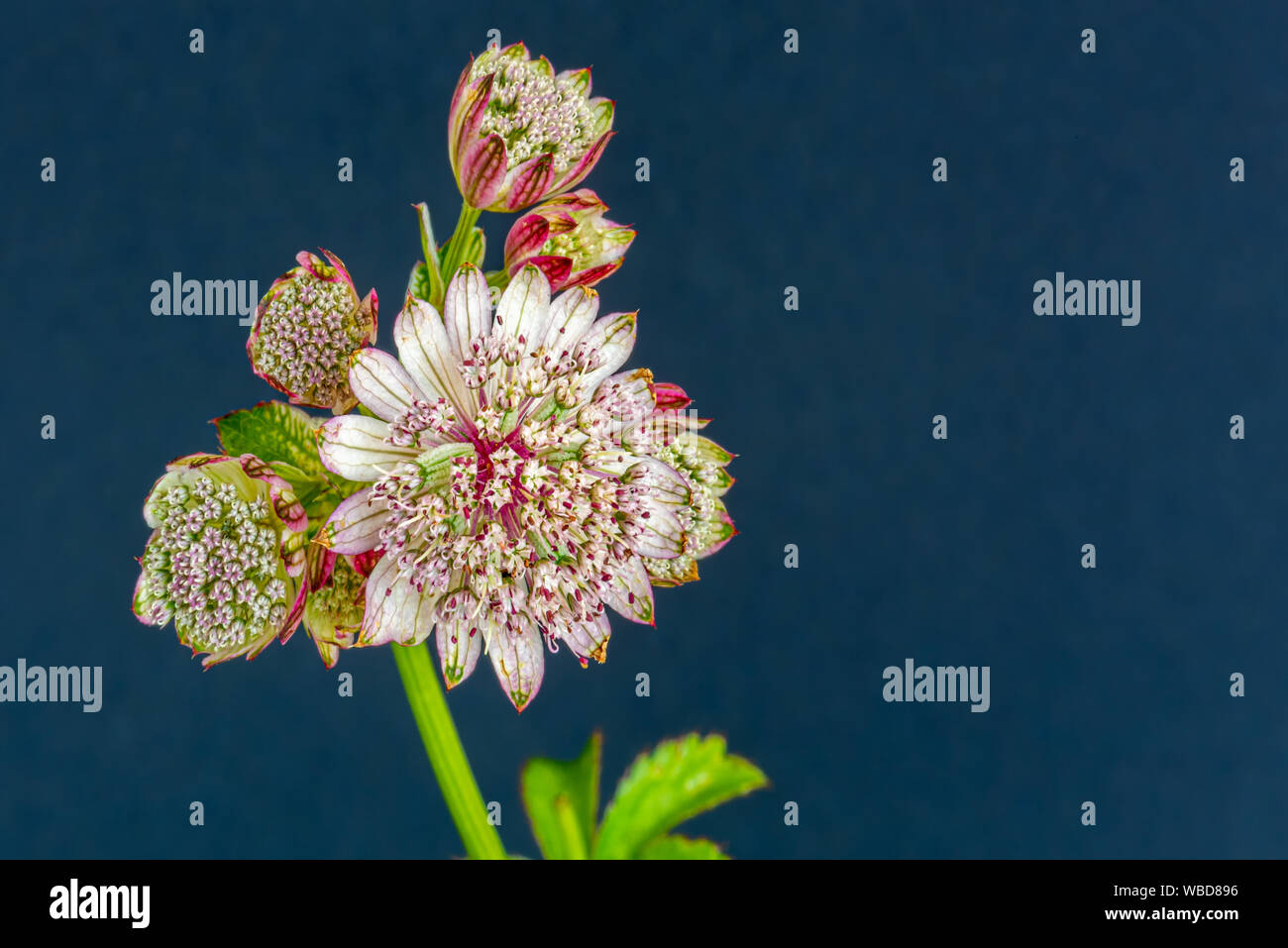 cluster of astrantia blossoms,leaves,blue paper background,vintage ...