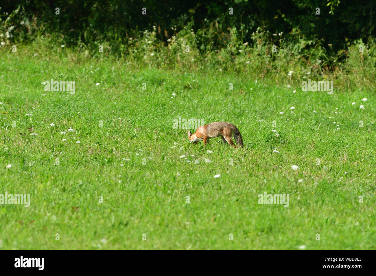 red fox jumping and hunting for mouse on a field Stock Photo - Alamy