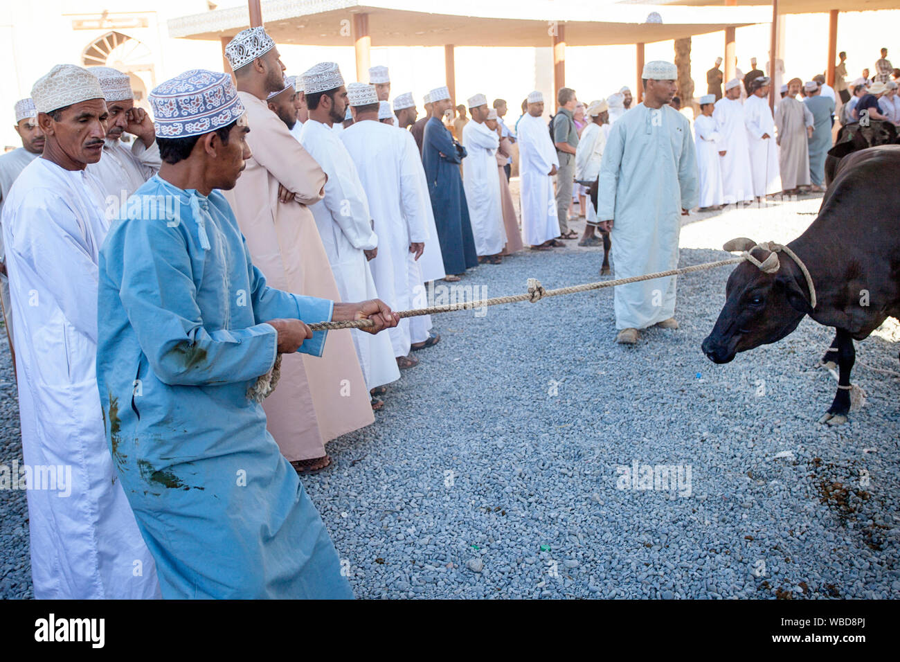 Man pulling a bull with a rope trying to sell at cattle market, Nizwa ...
