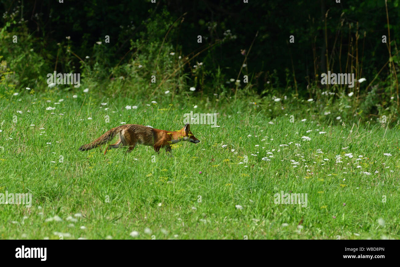 red fox wildlife hunting on the meadow for feed Stock Photo - Alamy