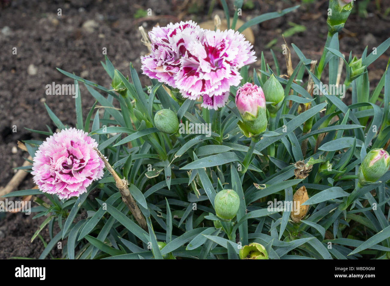Carnation leaves hi-res stock photography and images - Alamy