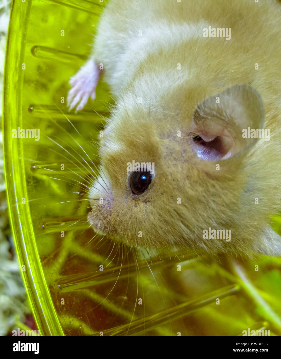 Hamster home in keeping in captivity. Hamster running wheel. Red ...
