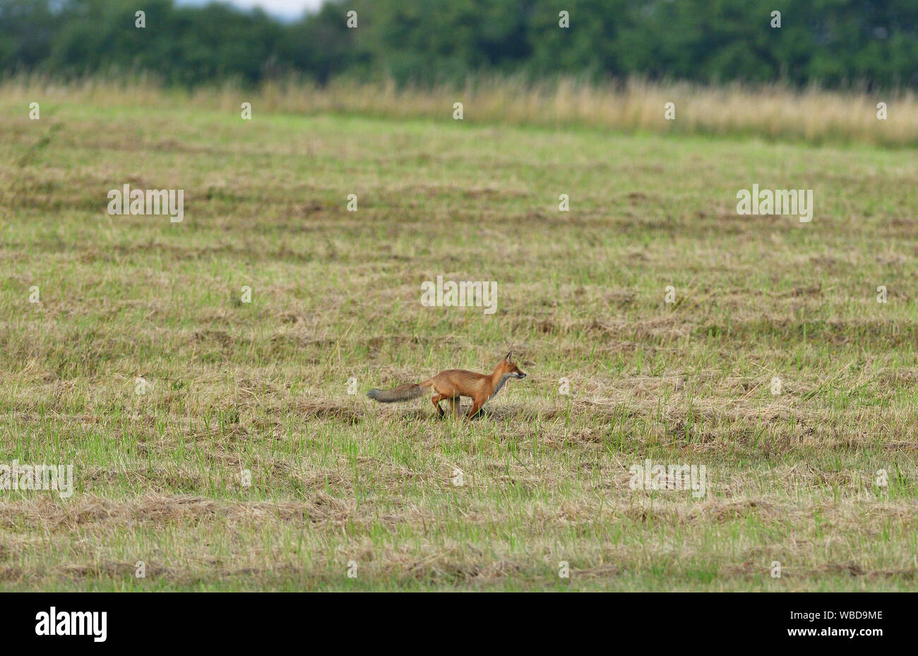red fox wildlife hunting on the meadow for feed Stock Photo - Alamy