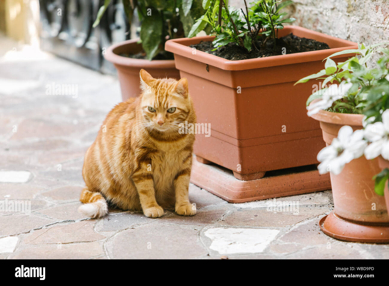 big fat red car outdoors near plants with flowers Stock Photo - Alamy